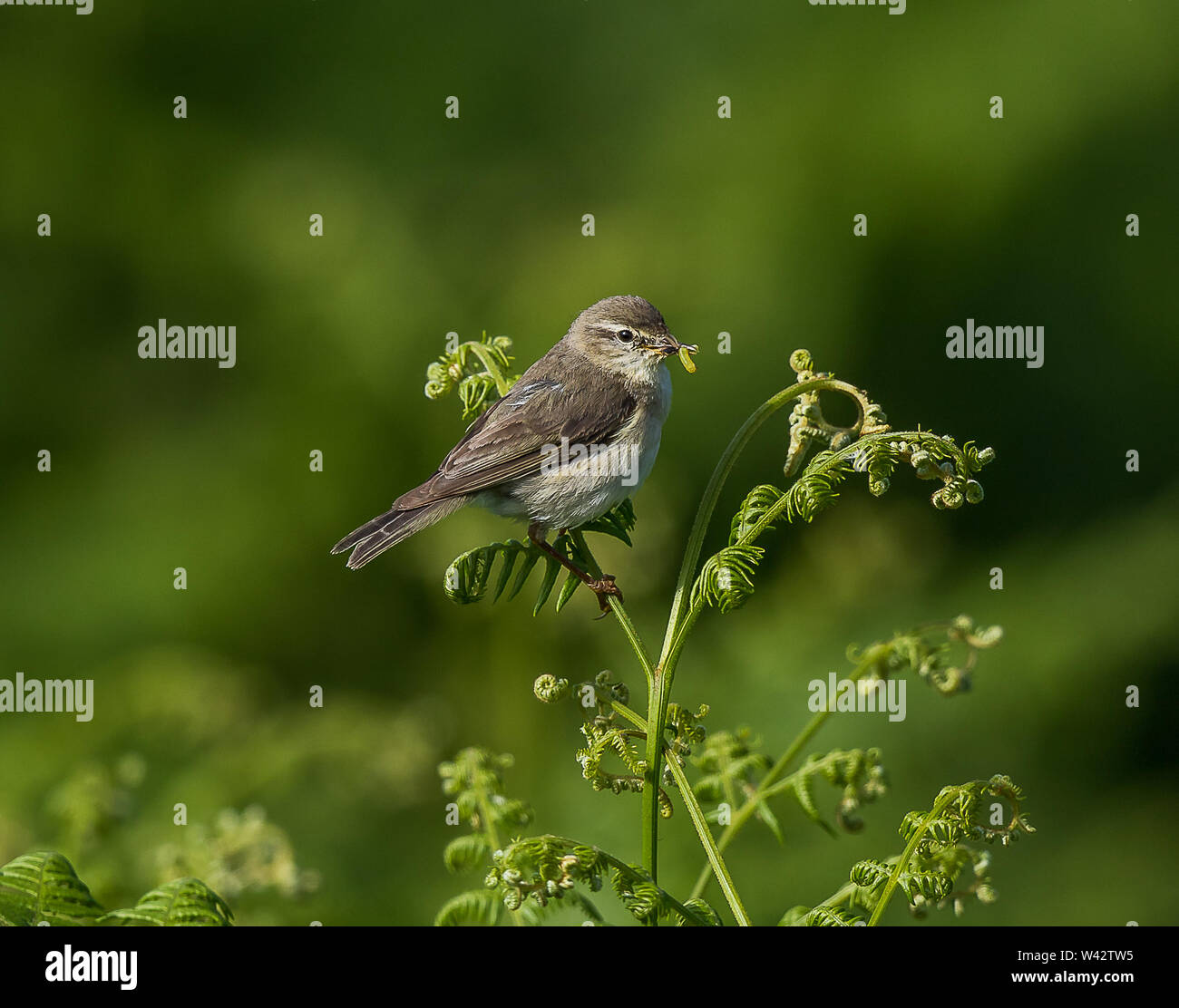 Juvenile Chiffchaff High Resolution Stock Photography and Images - Alamy