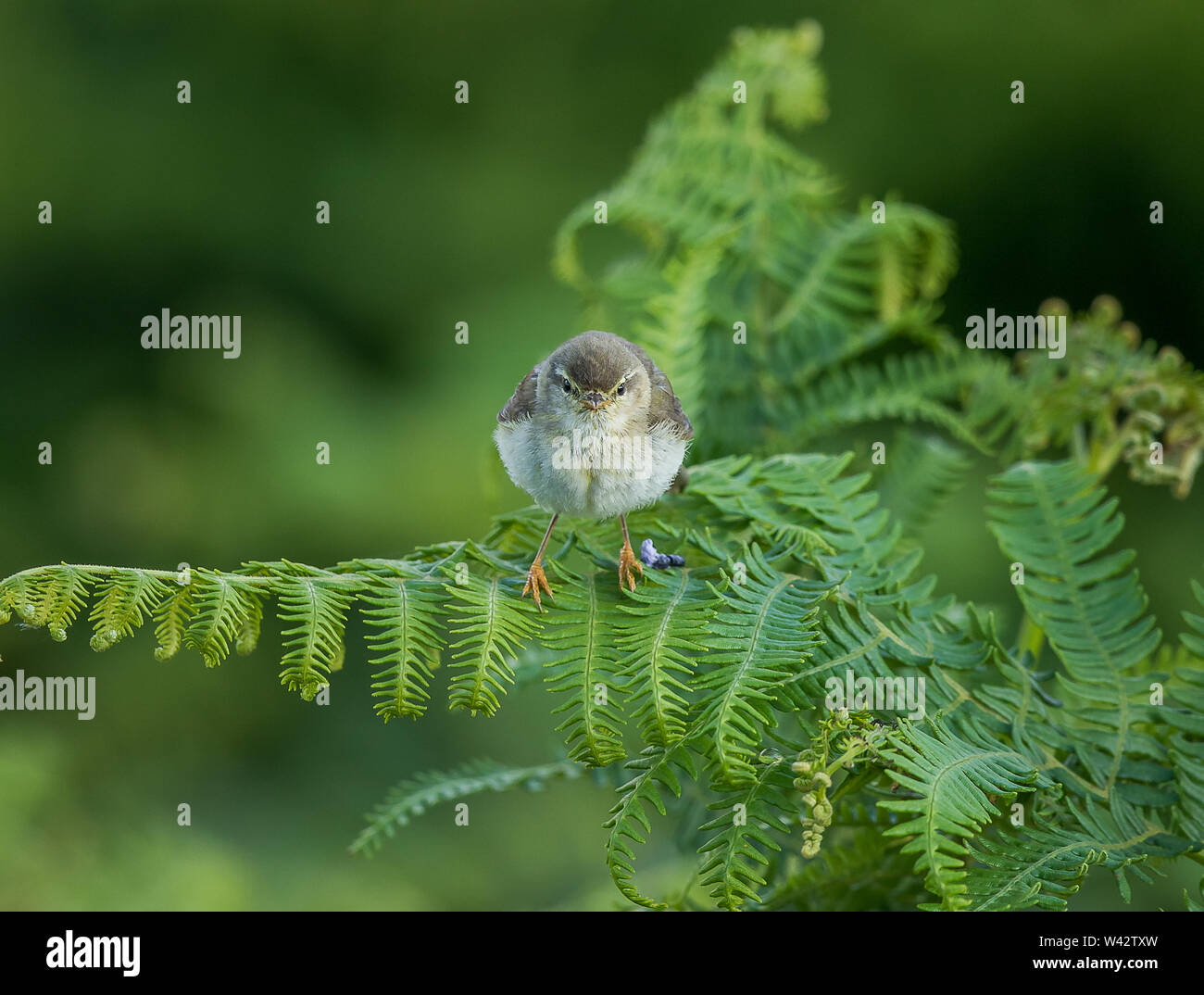 Juvenile chiffchaff hi-res stock photography and images - Alamy
