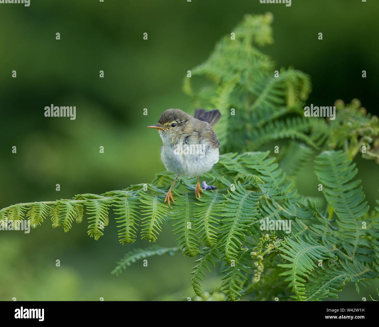 Juvenile chiffchaff hi-res stock photography and images - Alamy