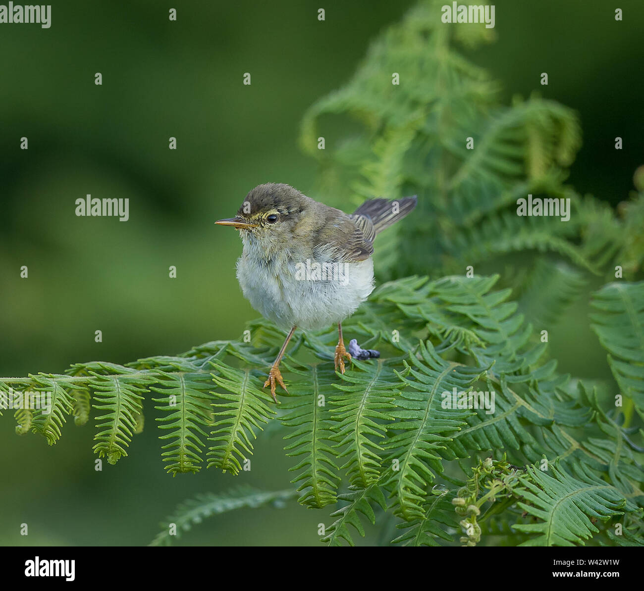 Juvenile chiffchaff hi-res stock photography and images - Alamy