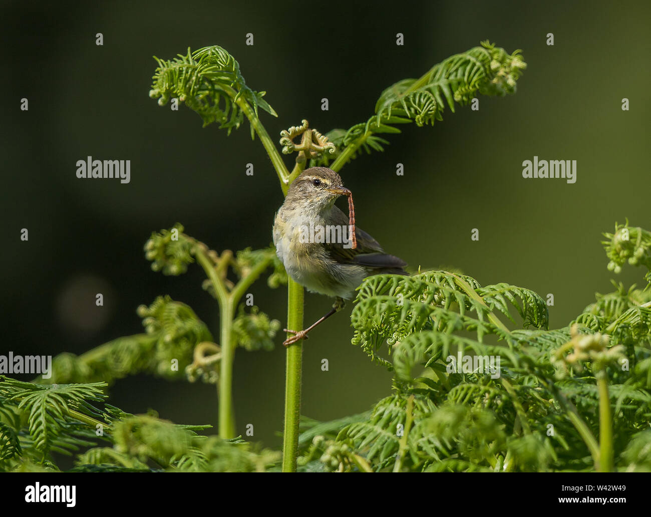 Juvenile chiffchaff hi-res stock photography and images - Alamy