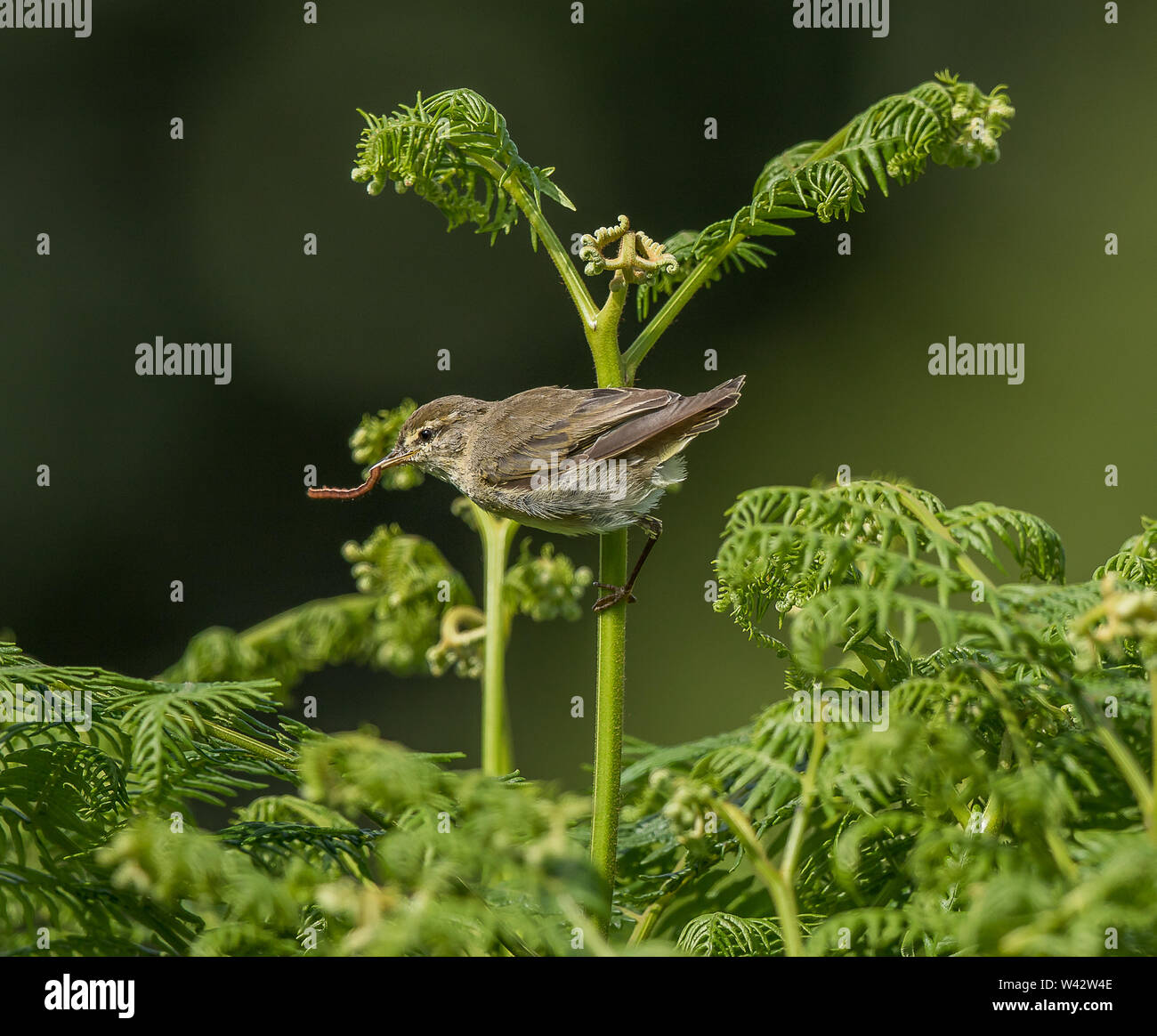 Juvenile chiffchaff hi-res stock photography and images - Alamy