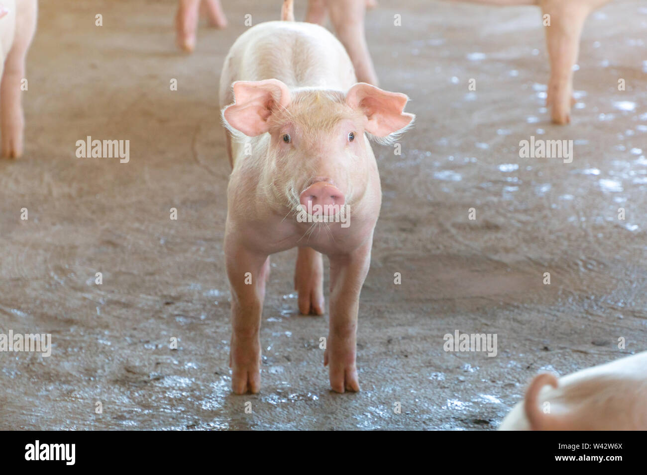 2 month year old piggy that looks healthy in a local ASEAN pig farm ...
