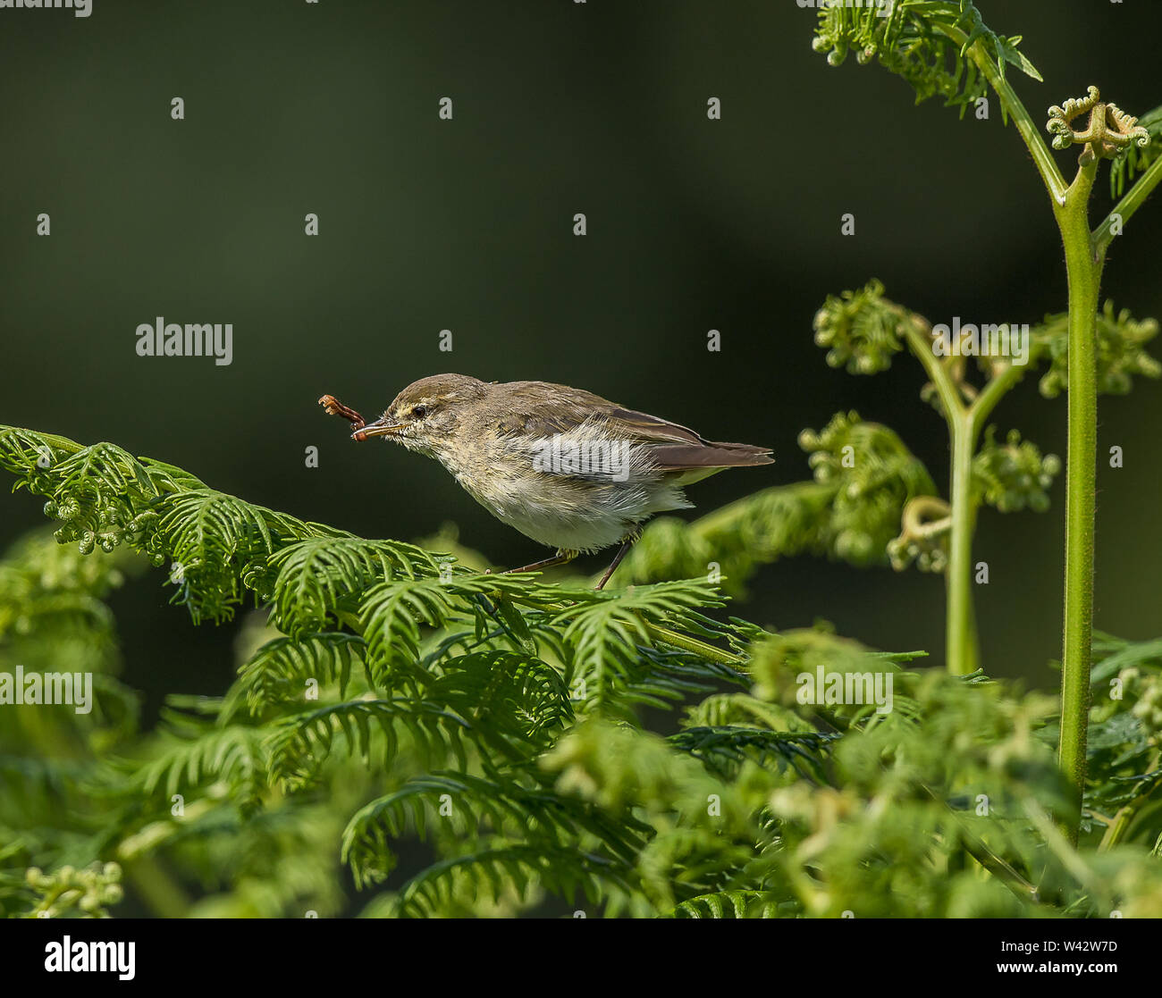 Juvenile chiffchaff hi-res stock photography and images - Alamy