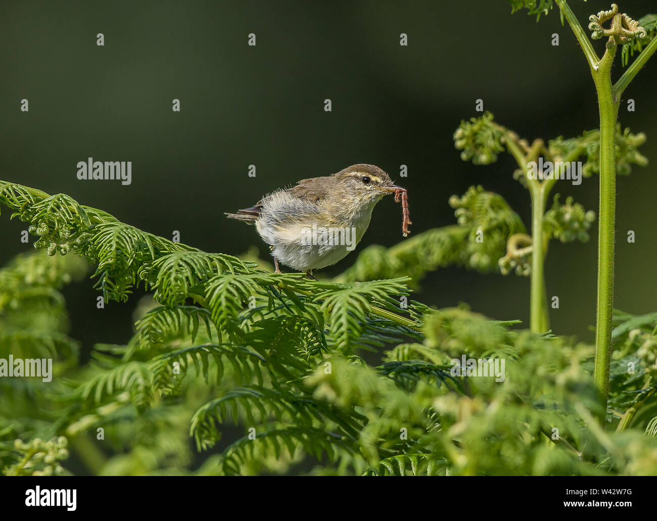 Juvenile Chiffchaff High Resolution Stock Photography and Images - Alamy