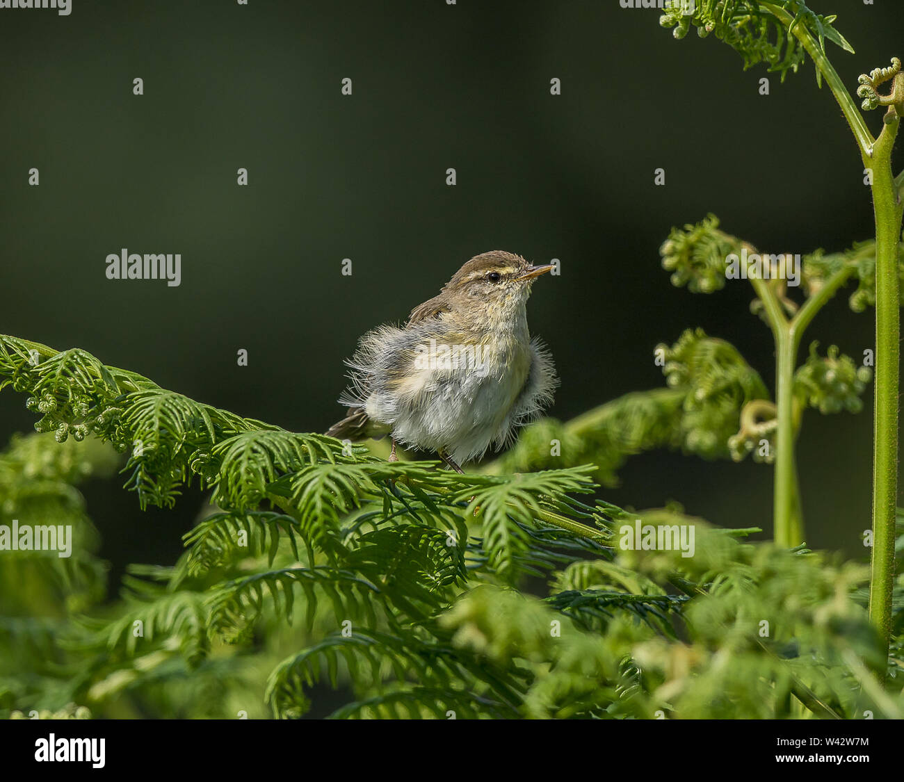 Juvenile chiffchaff hi-res stock photography and images - Alamy