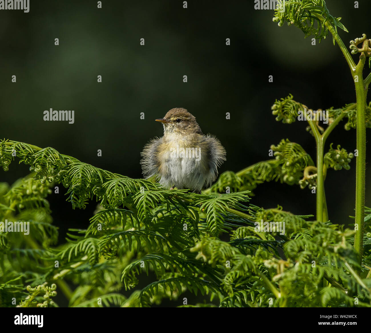Juvenile chiffchaff hi-res stock photography and images - Alamy