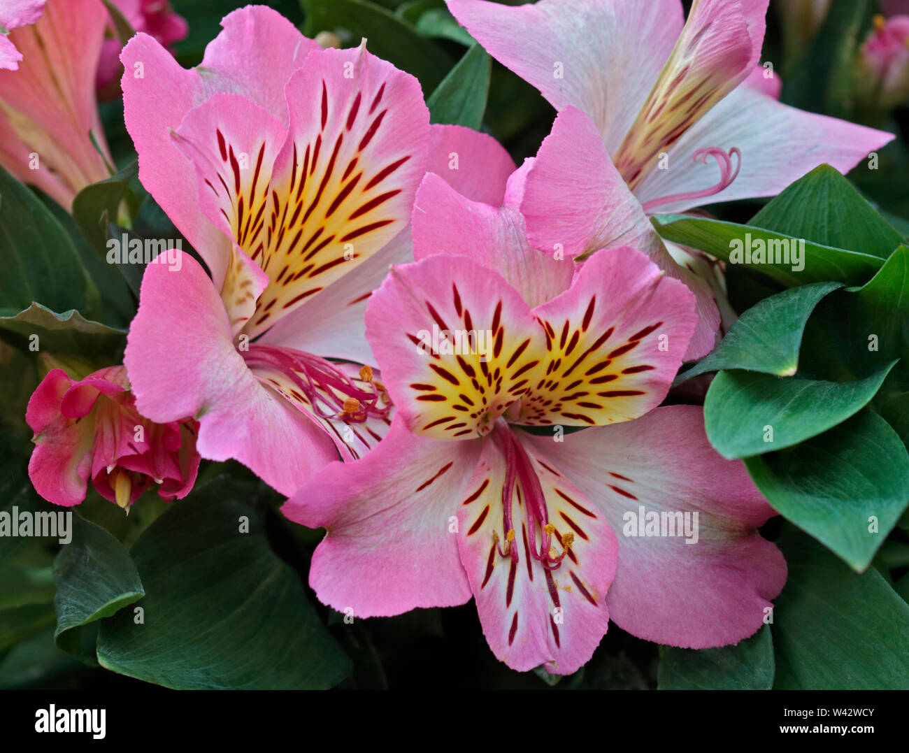 Alstroemeria Inticancha Sunshine Stock Photo - Alamy
