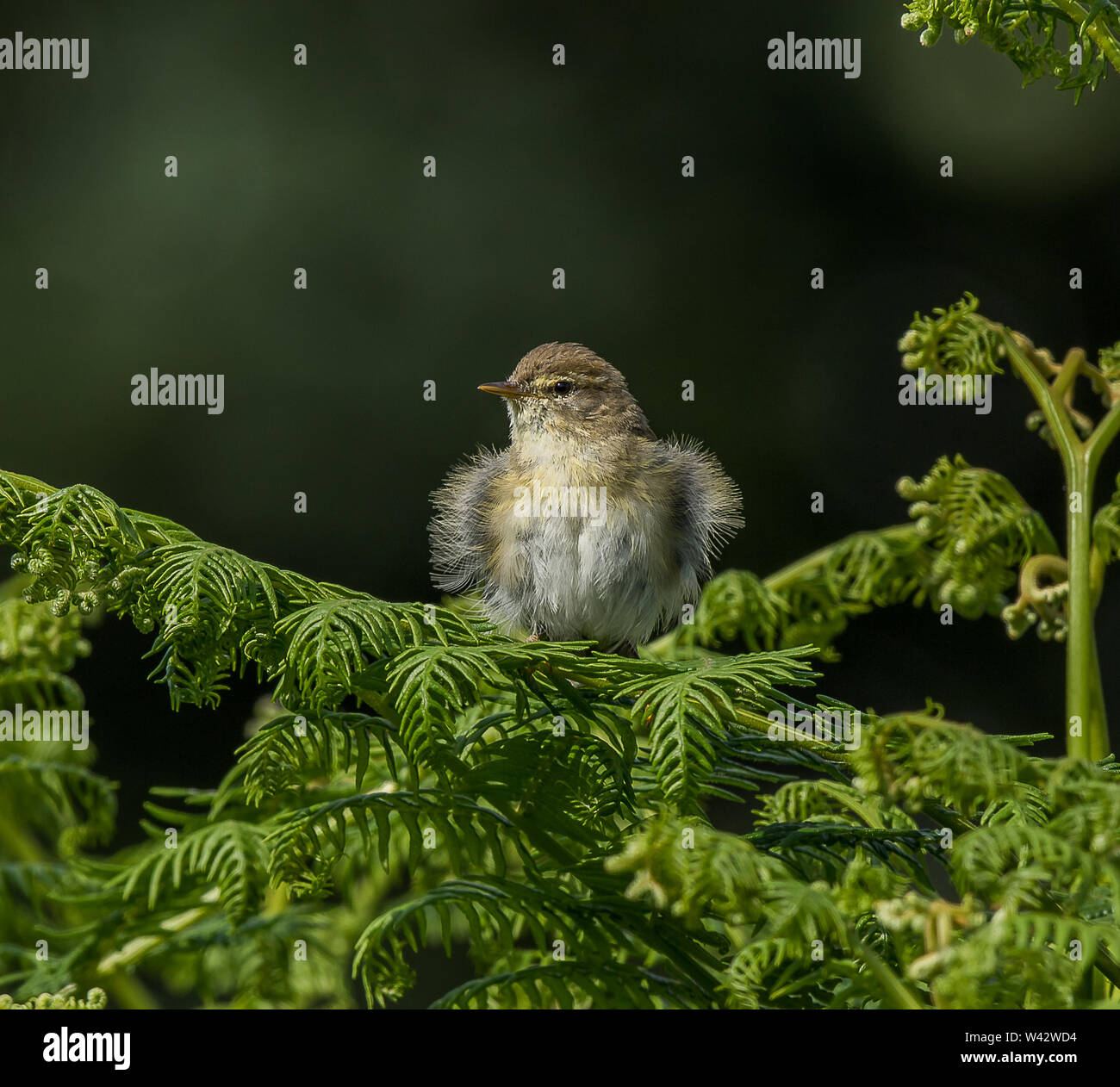 Juvenile chiffchaff hi-res stock photography and images - Alamy