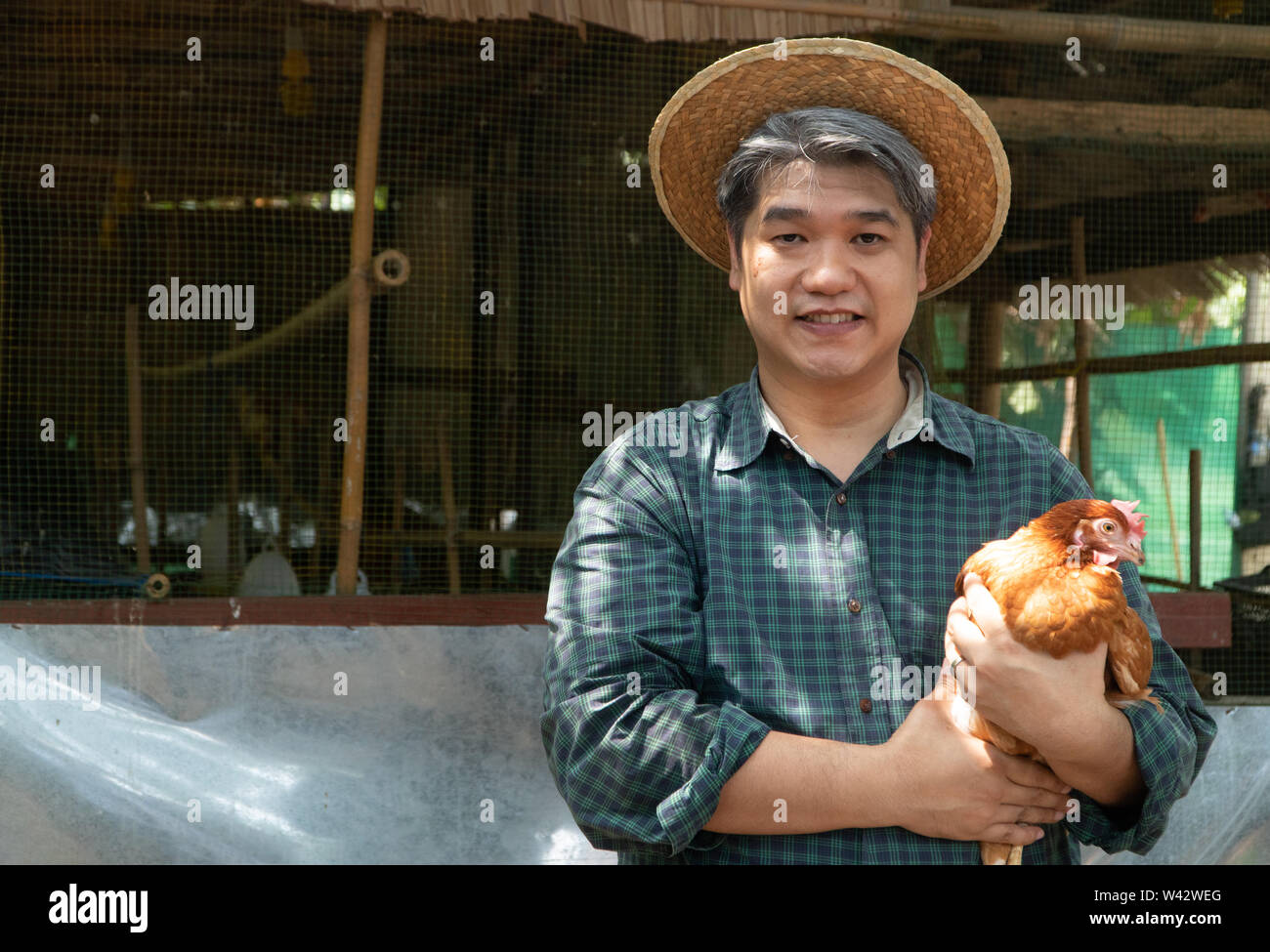 Asian farmers are holding hens. At a chicken farm in their own home ...
