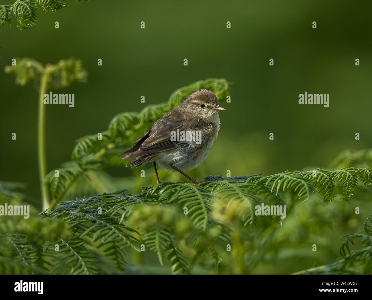 Juvenile Chiffchaff High Resolution Stock Photography and Images - Alamy
