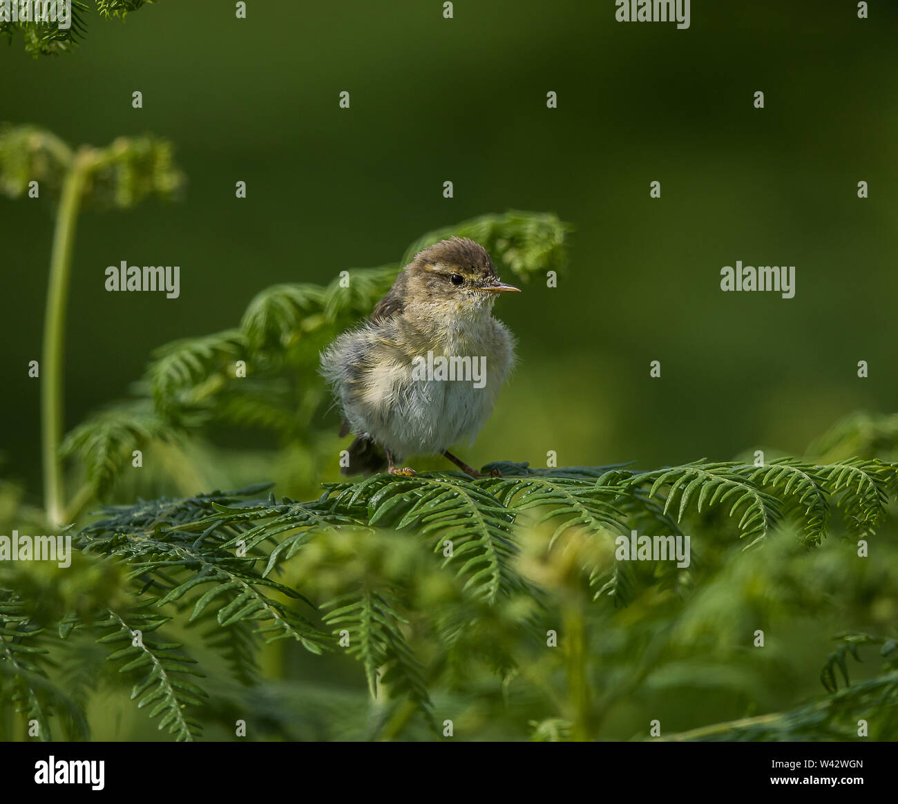 Juvenile chiffchaff hi-res stock photography and images - Alamy