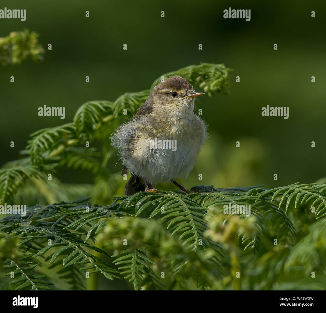 Juvenile chiffchaff hi-res stock photography and images - Alamy