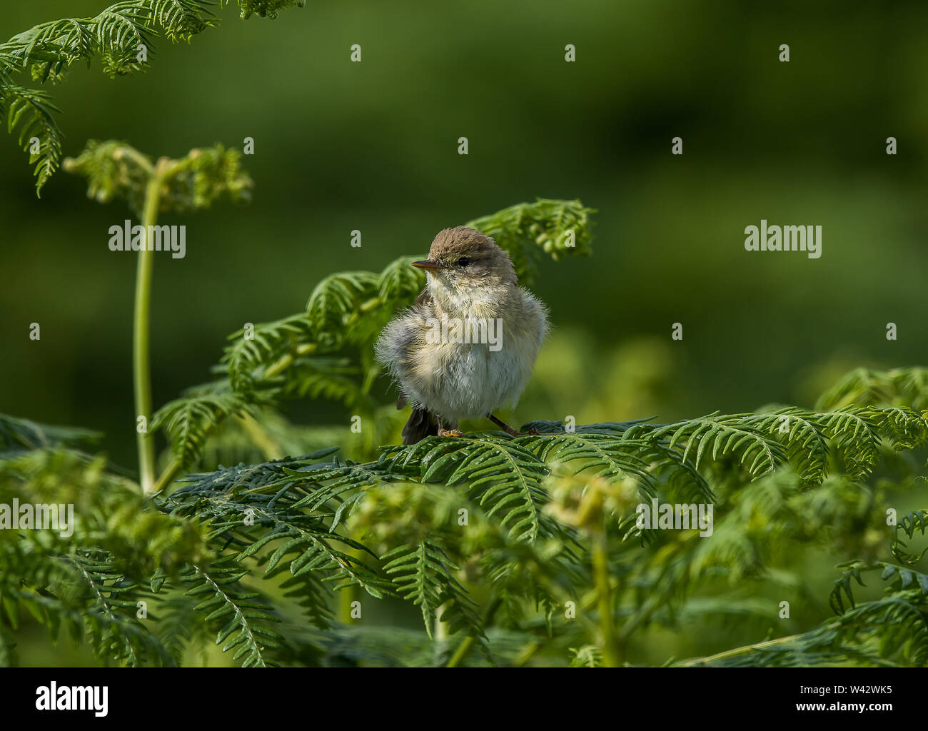 Juvenile chiffchaff hi-res stock photography and images - Alamy