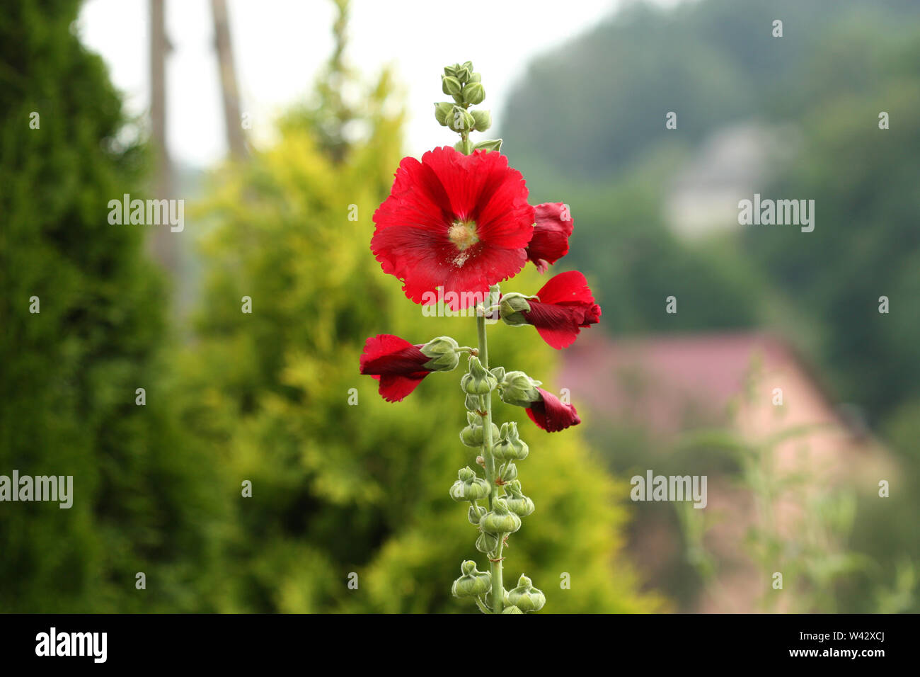 Red mallow hi-res stock photography and images - Alamy