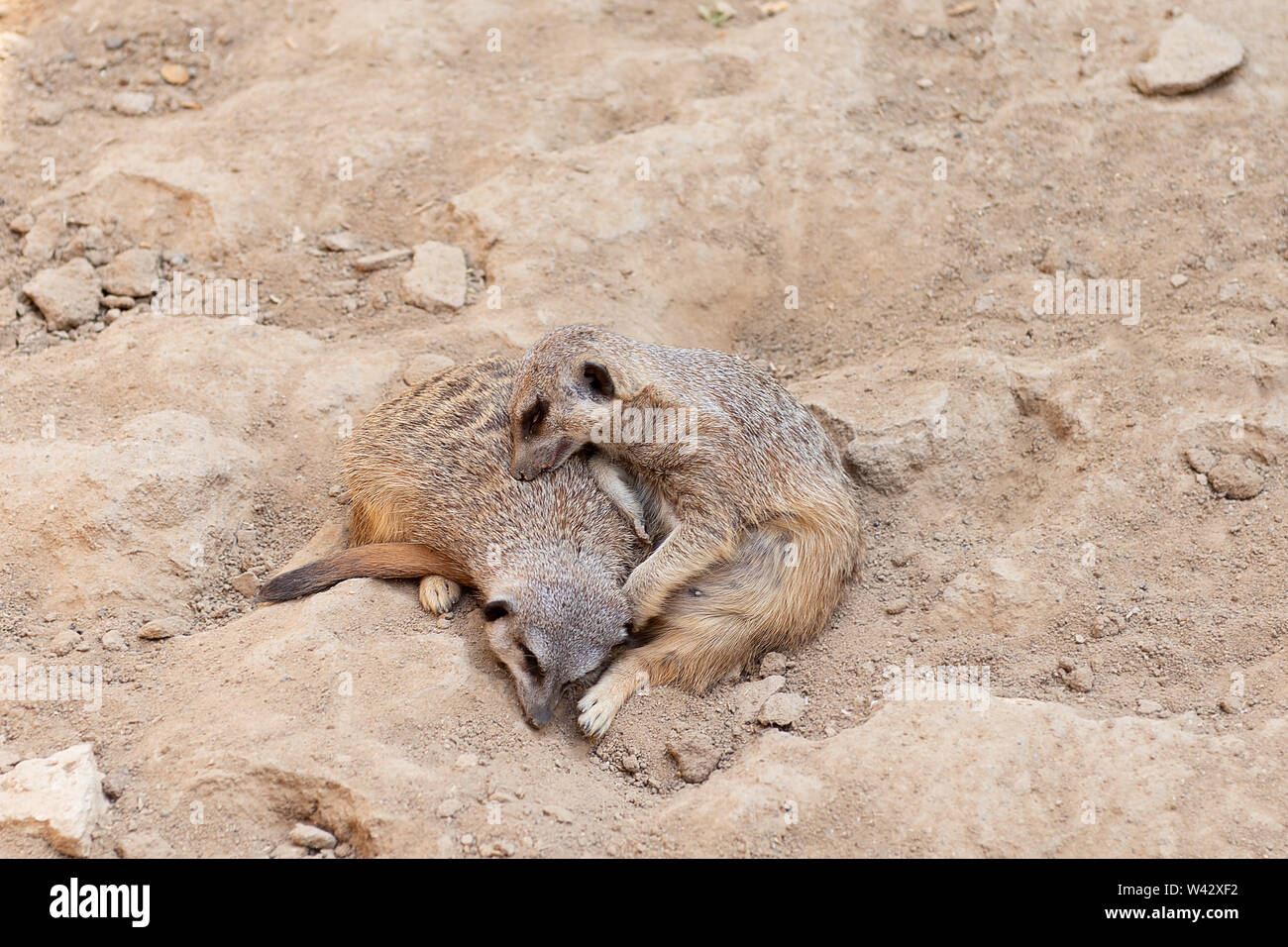 Two cute sleeping meerkats in the zoo Stock Photo - Alamy