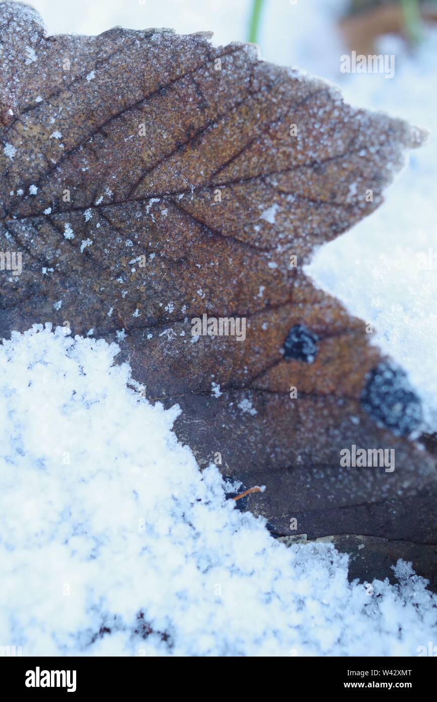 Fallen Autumn Sycamore Maple Leaf in Thick Frost. Seaton Park, Aberdeen ...
