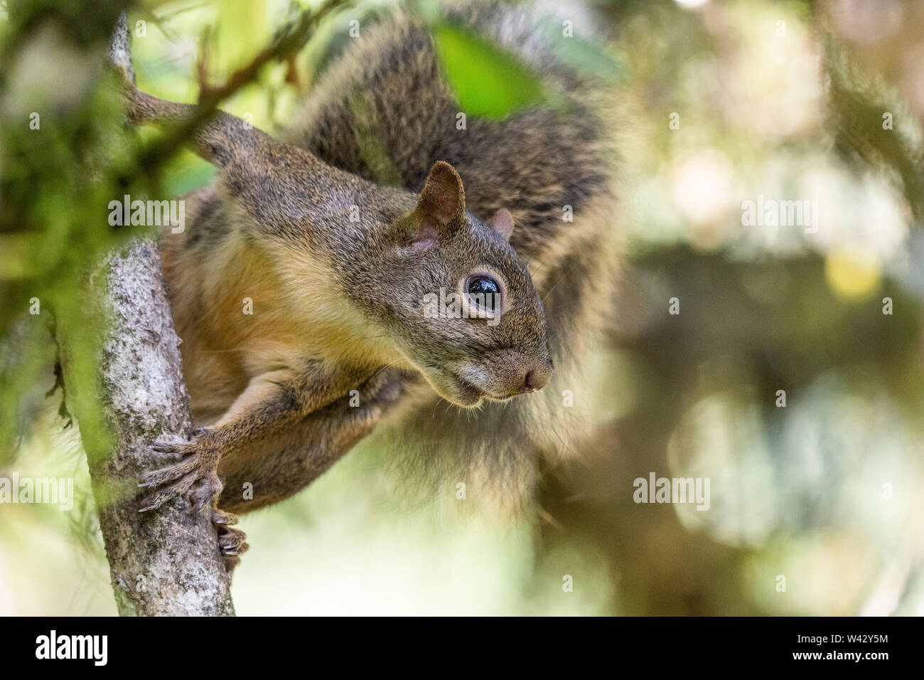 Squirrel on rainforest landscape, Serrinha Ecological Reserve ...