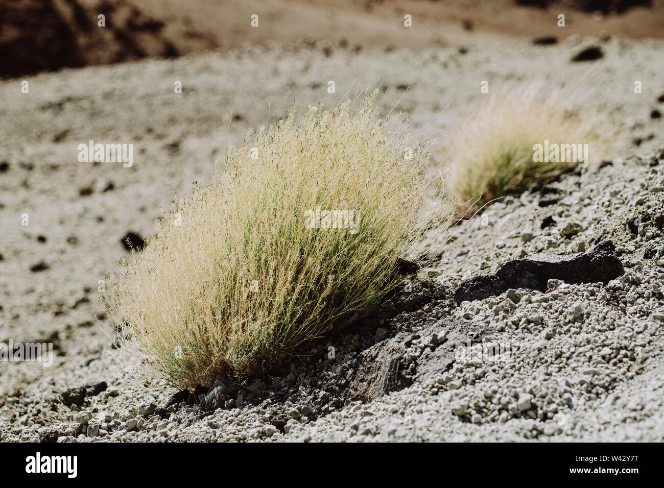 A dry plant of Hierba Pajonera in El Teide National Park Stock Photo ...