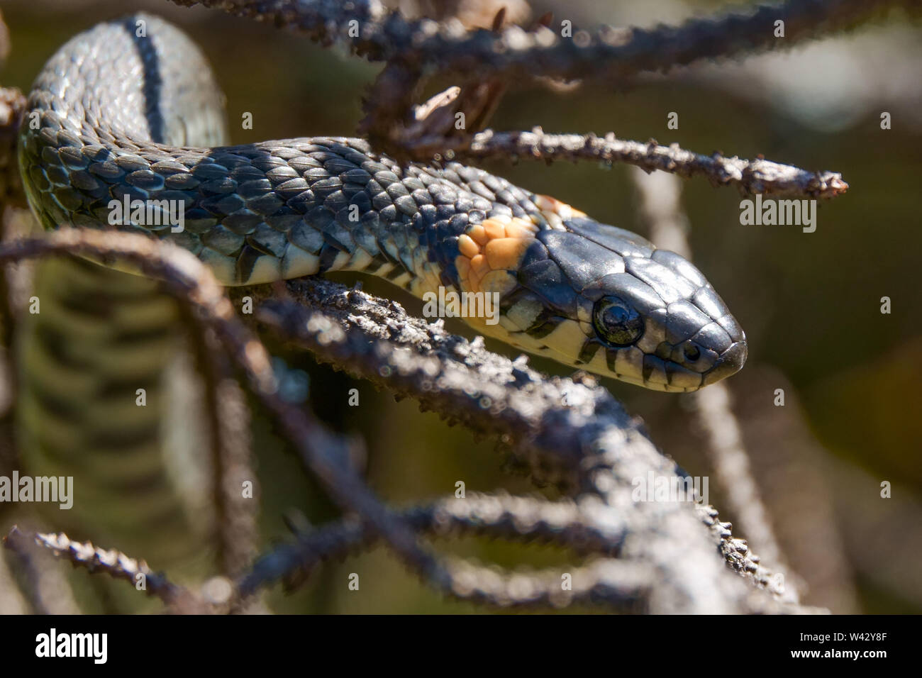Swedish snakes hi-res stock photography and images - Alamy