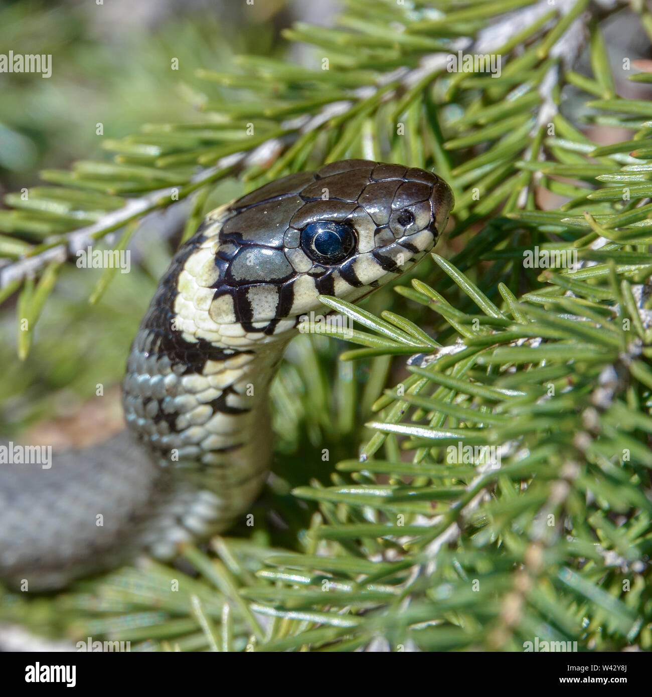 Swedish snakes hi-res stock photography and images - Alamy