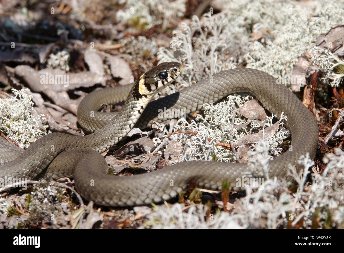 beach snake on a beautiful summer day Stock Photo - Alamy