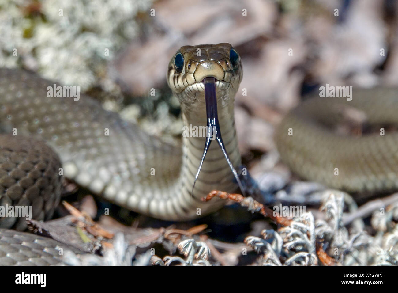 Swedish snakes hi-res stock photography and images - Alamy