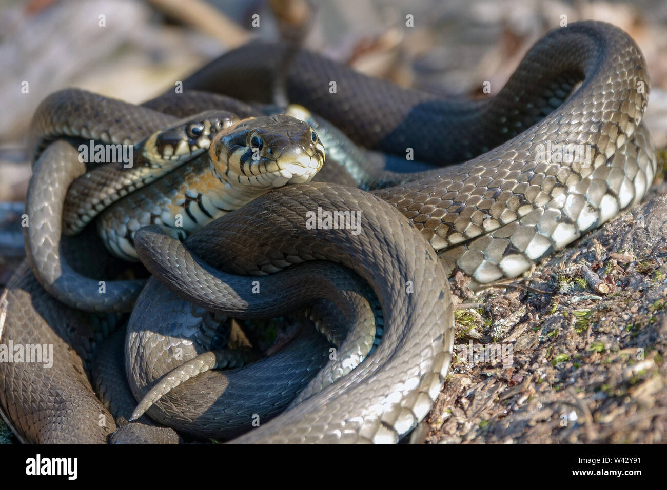 Swedish snakes hi-res stock photography and images - Alamy