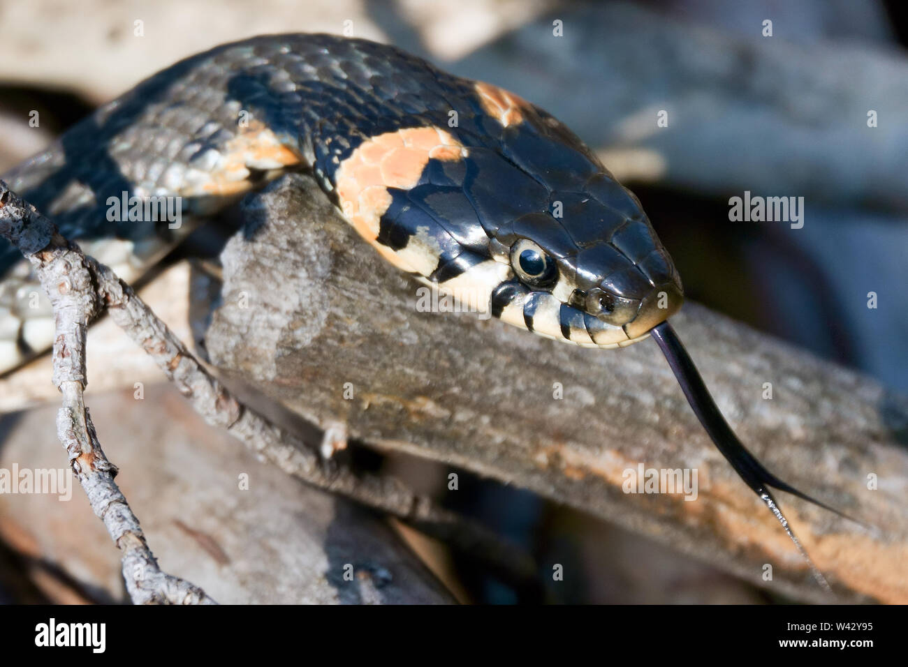 Snake on a beach hi-res stock photography and images - Alamy