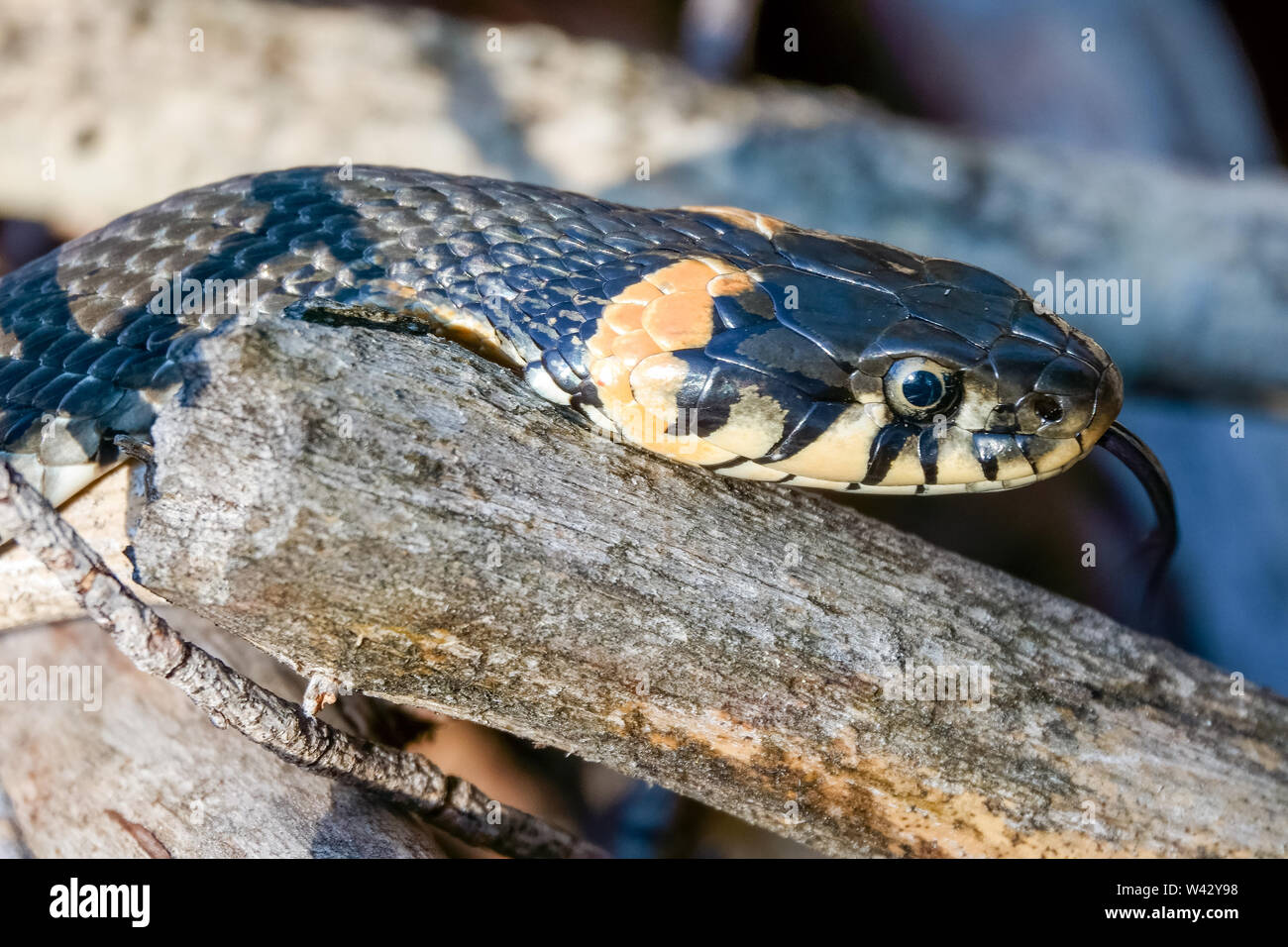 Swedish snakes hi-res stock photography and images - Alamy