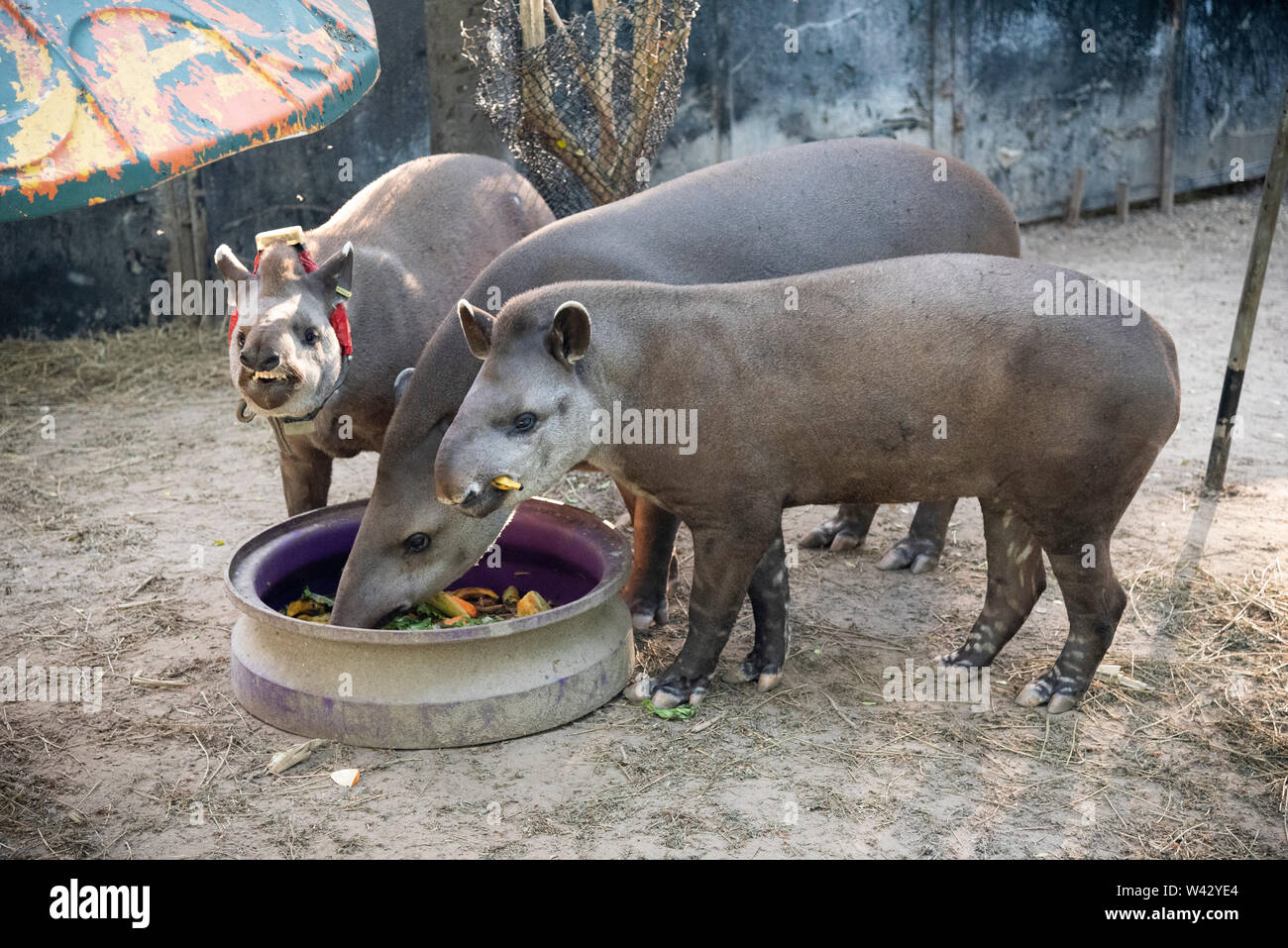 Tapir reintroduction project in ZooRio, Rio de Janeiro, Brazil Stock ...