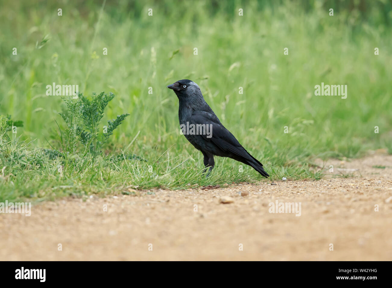A Eurasian jackdaw up close Stock Photo - Alamy