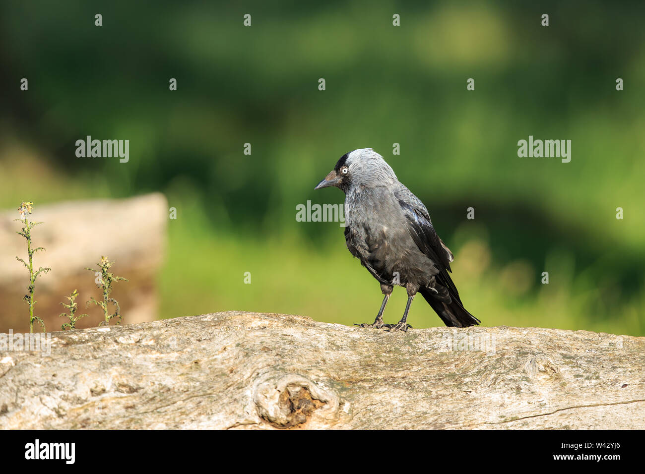 A Eurasian jackdaw up close Stock Photo - Alamy