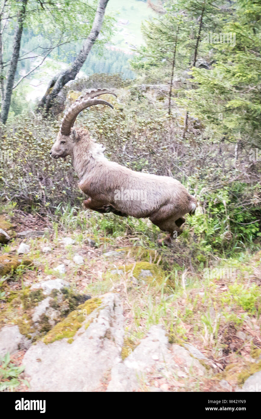A male ibex with big horns caught mid jump in a forest Stock Photo - Alamy