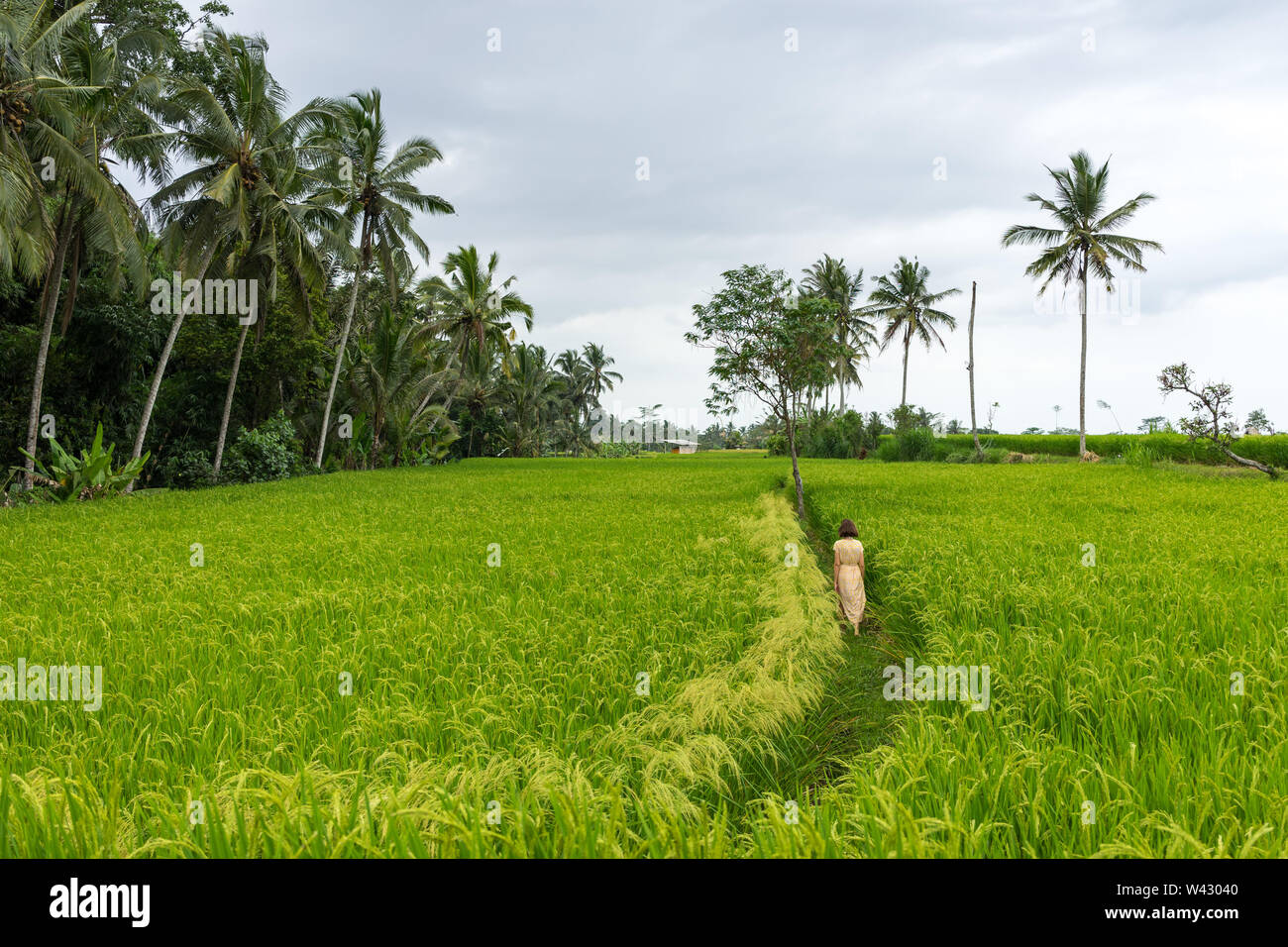 Rice field walk hi-res stock photography and images - Alamy