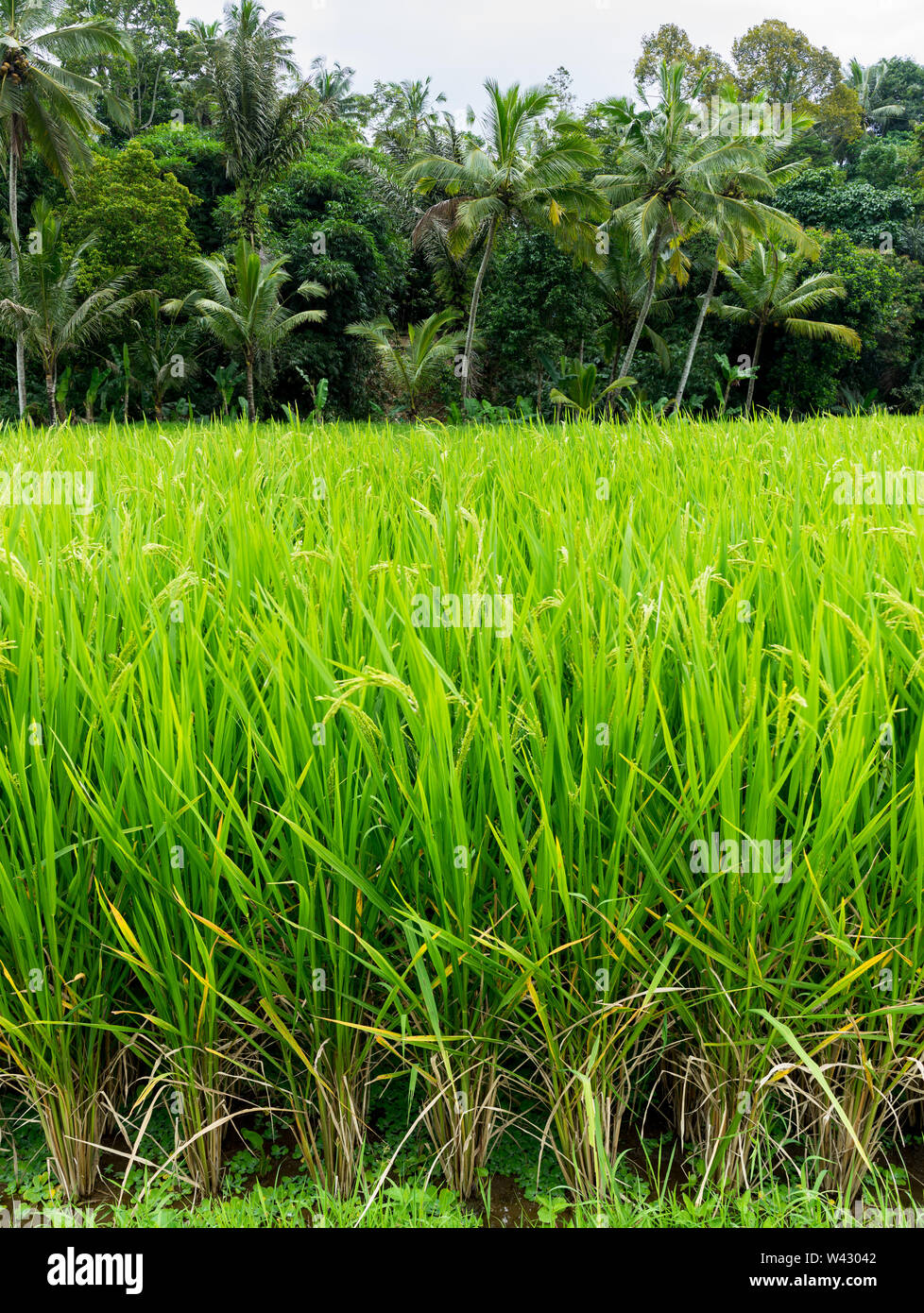 Close up rice plants with jungle backdrop Stock Photo - Alamy