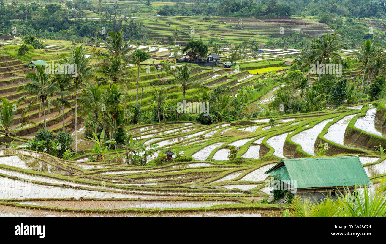 Endless rice terraces full of water Stock Photo - Alamy