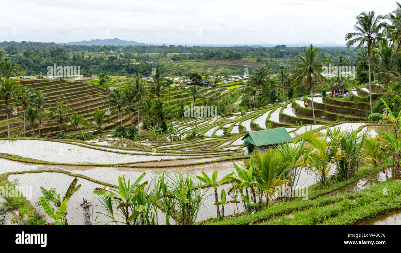 Endless rice fields in Bali Stock Photo - Alamy