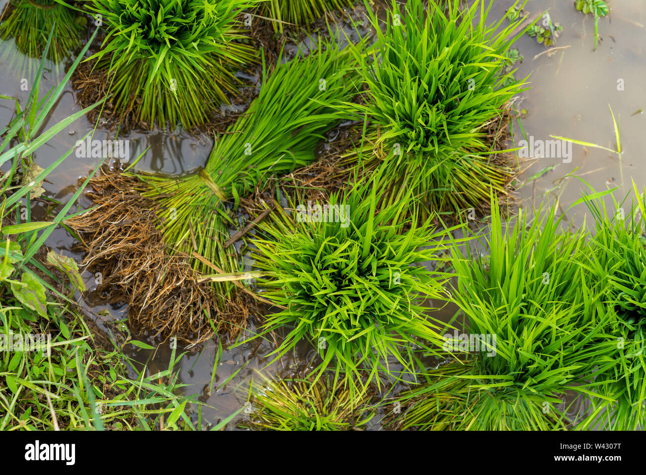 Shoots of rice hi-res stock photography and images - Alamy