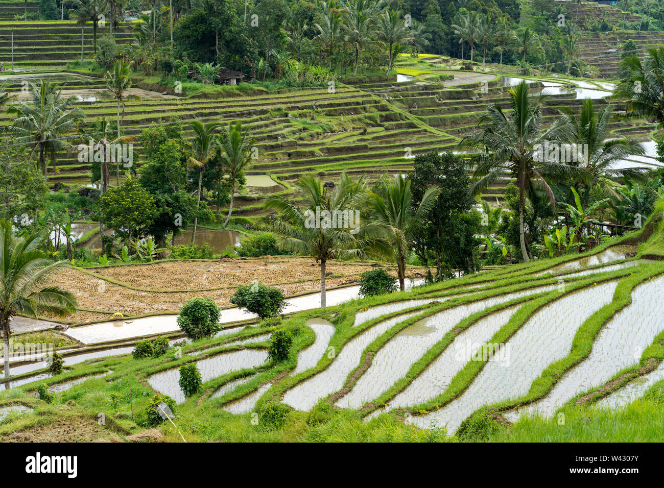 Balinese rice fields with coconut palms Stock Photo - Alamy