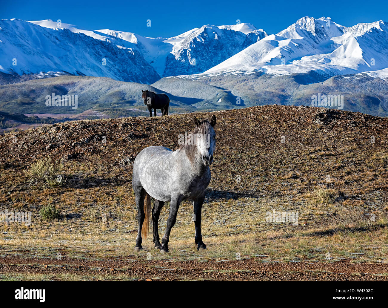 Steppe horse hi-res stock photography and images - Alamy
