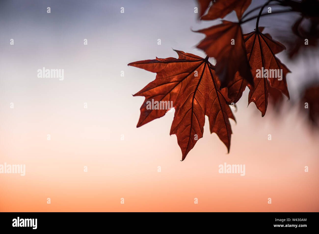 Maple tree leaves hi-res stock photography and images - Alamy