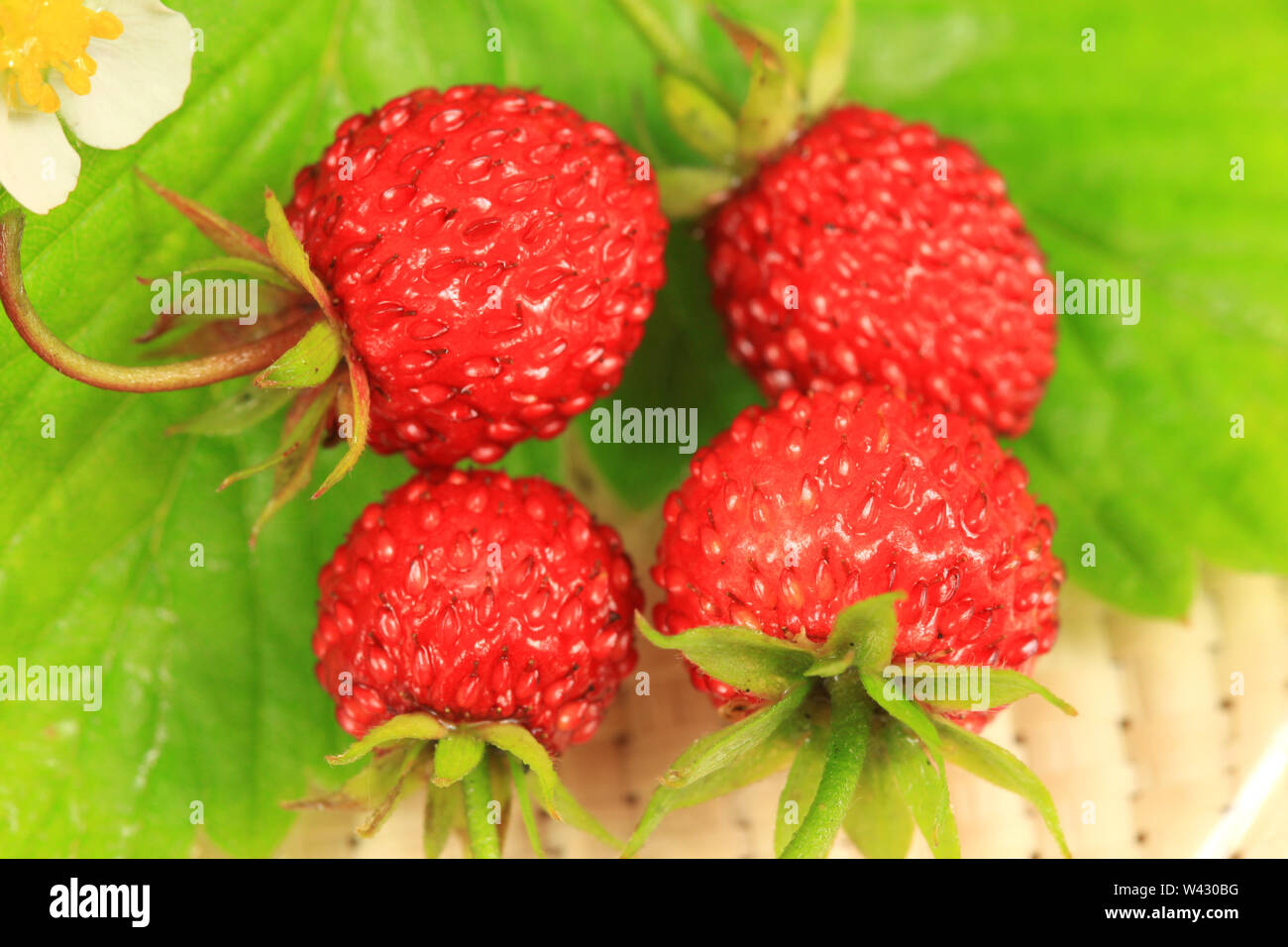 Macro of red wild strawberry fruits Stock Photo - Alamy