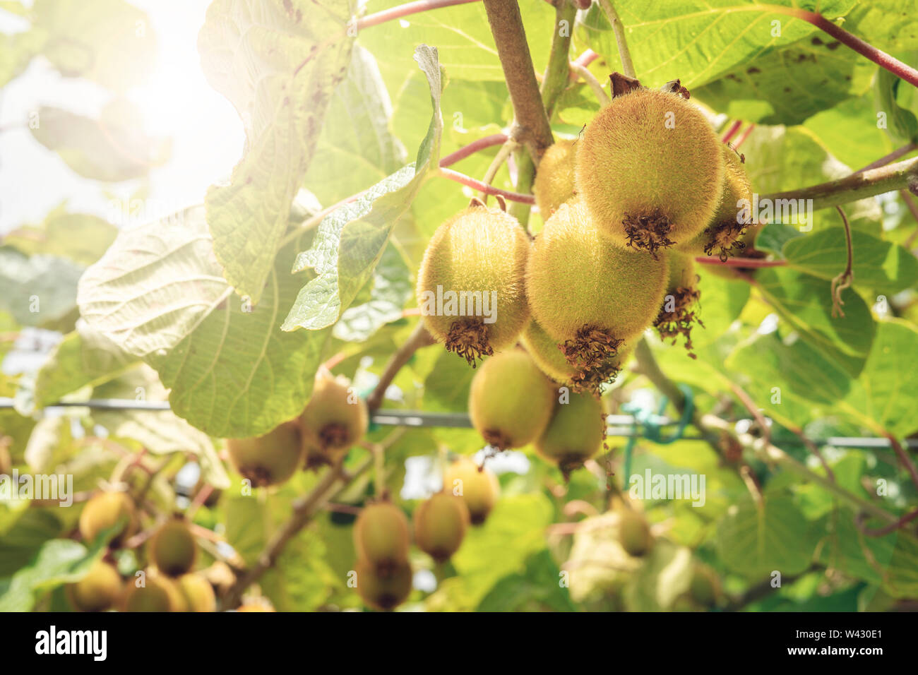 Fresh kiwi fruit on tree growing. Kiwifruit Actinidia Stock Photo - Alamy