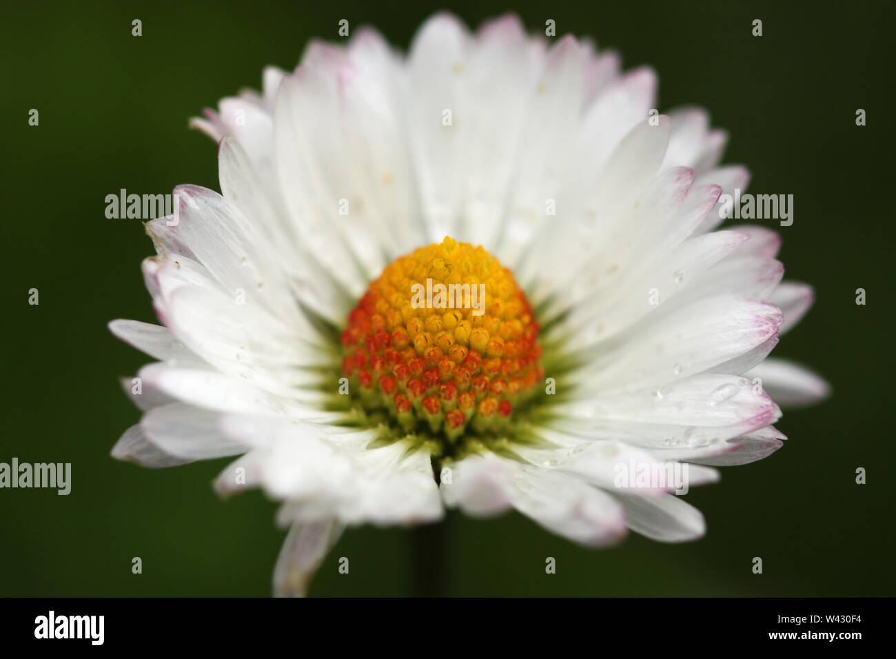 Macro of white daisy flower Stock Photo - Alamy