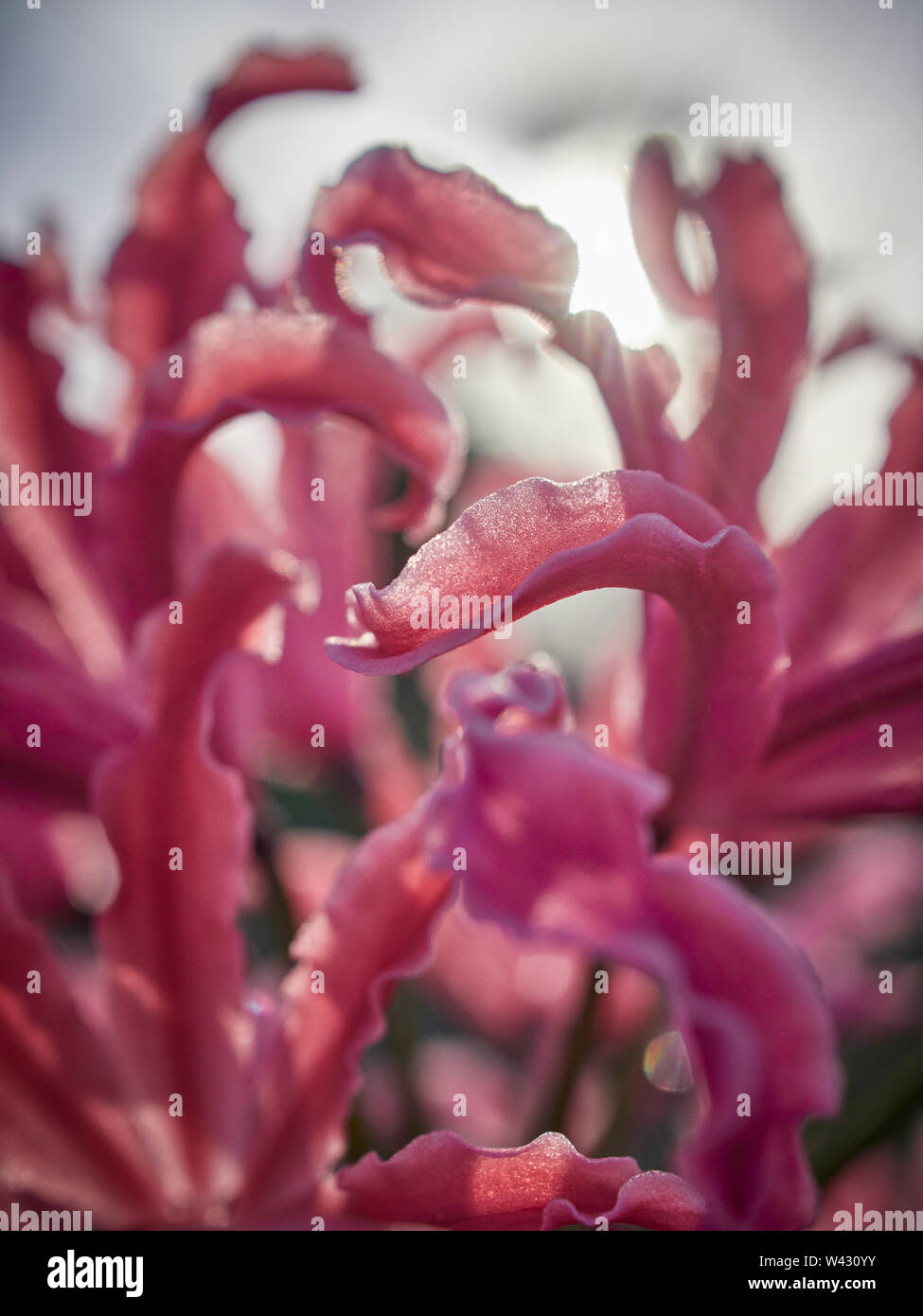 African Nerine Flexuosa .Royal Botanic Gardens. Kew Stock Photo - Alamy