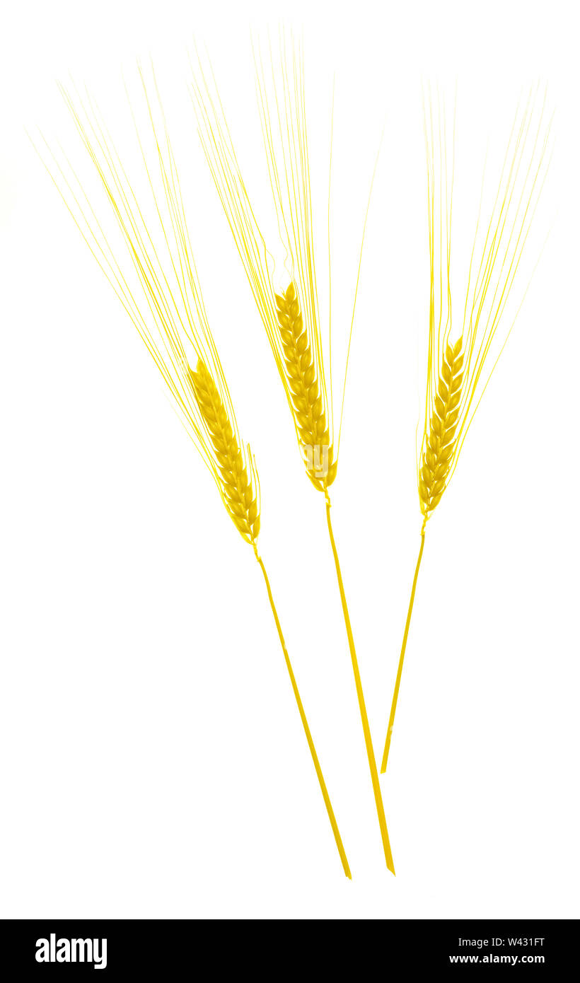 Spring bread barley spike Cut Out Stock Images & Pictures - Alamy