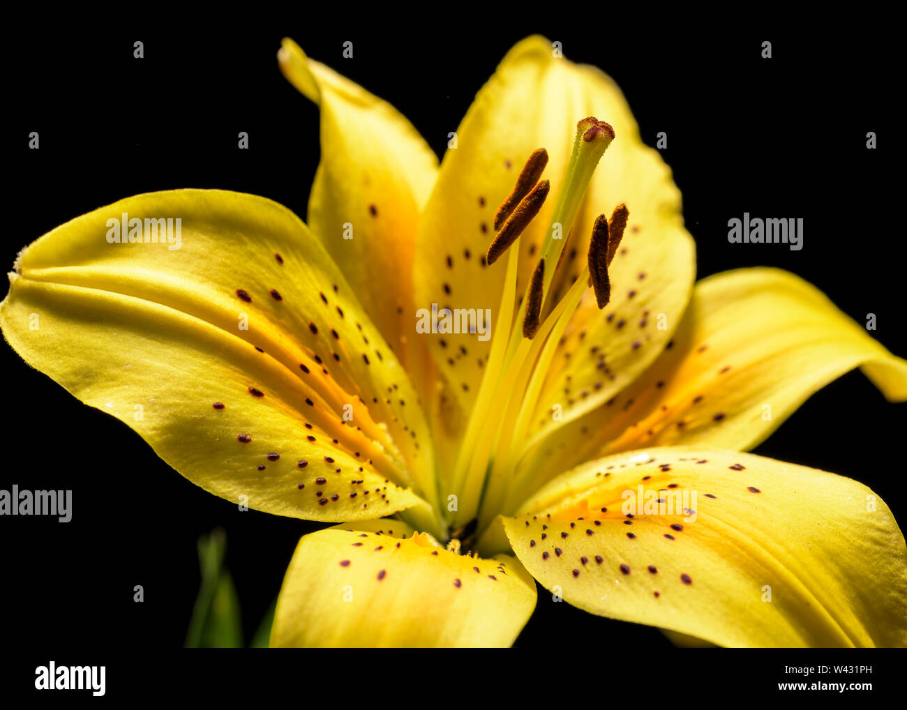 Lily flower yellow hi-res stock photography and images - Alamy