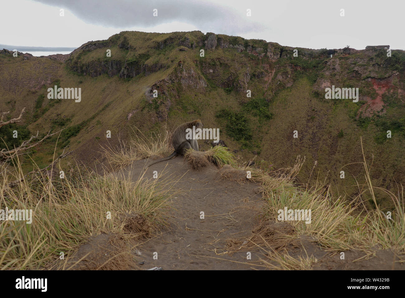A male monkey sits on the edge of the crater of Batur Volcano on Bali ...