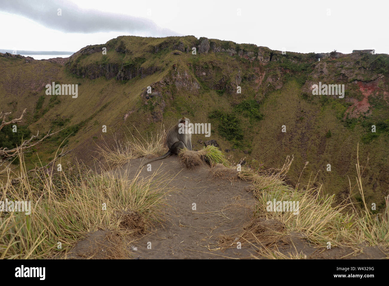 A male monkey sits on the edge of the crater of Batur Volcano on Bali ...
